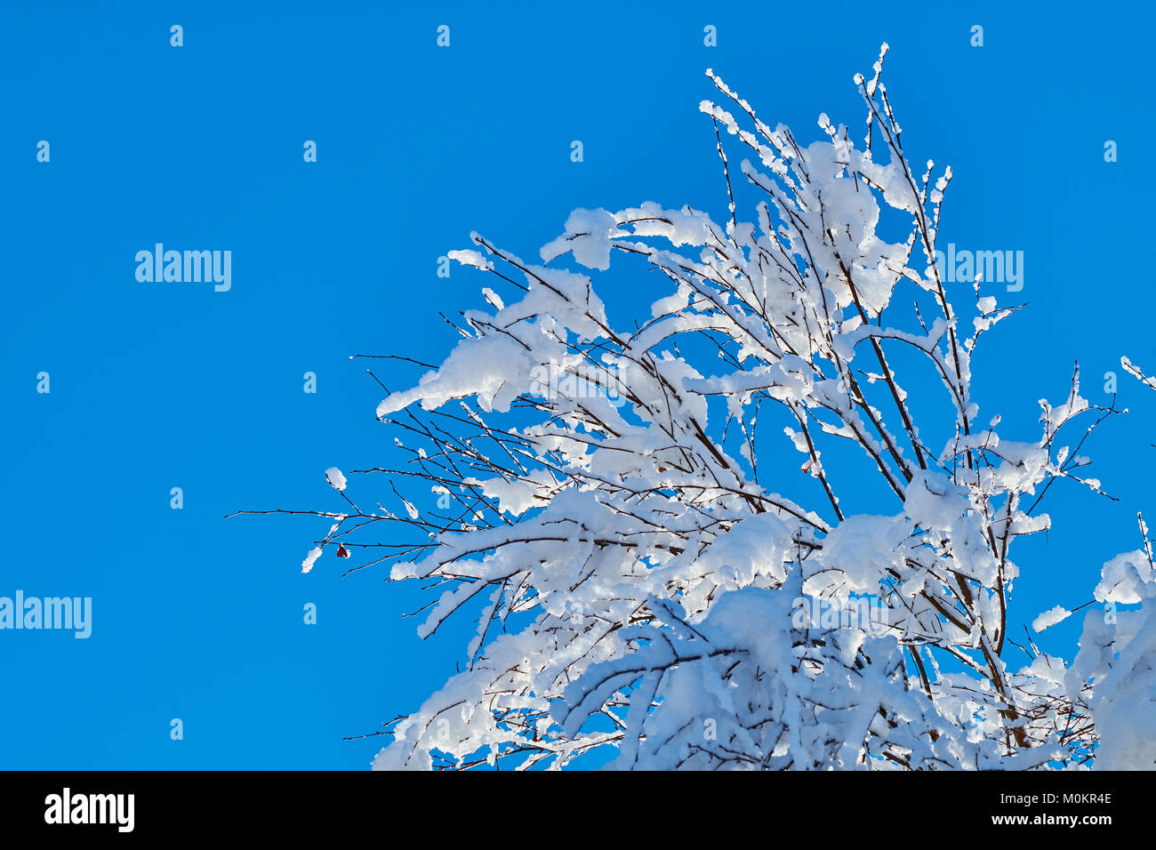 Tree branches bending under the weight of snow Stock Photo - Alamy