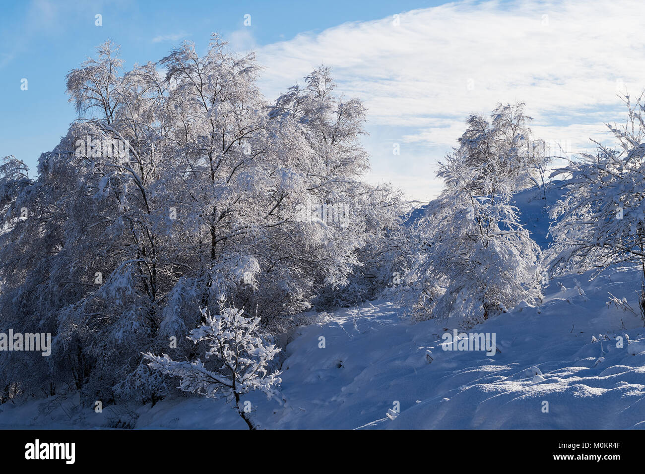 Bending under the weight of the snow hi-res stock photography and ...