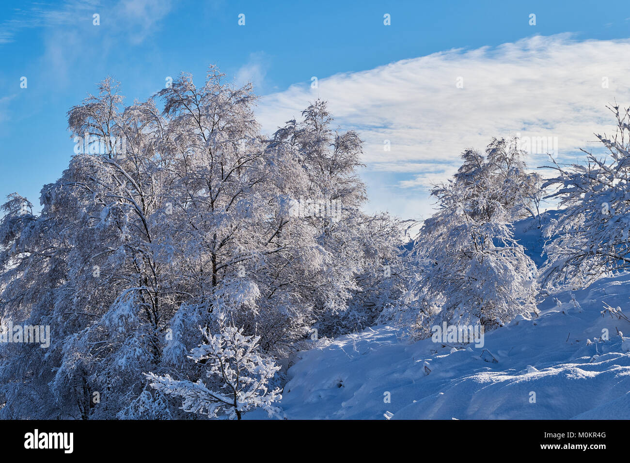 Bending under the weight of the snow hi-res stock photography and ...