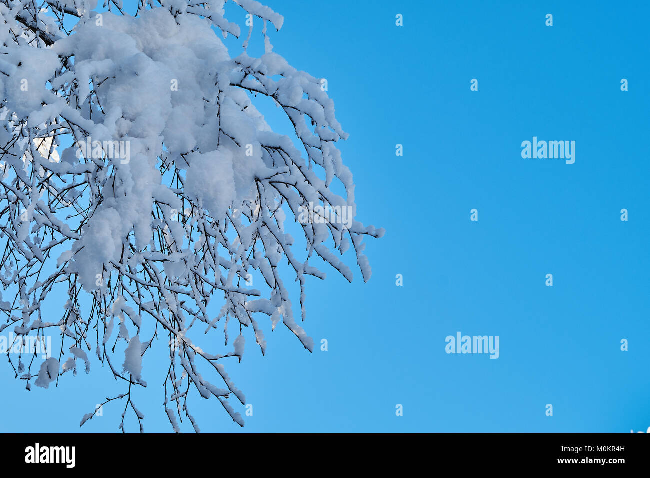 Bending under the weight of the snow hi-res stock photography and ...