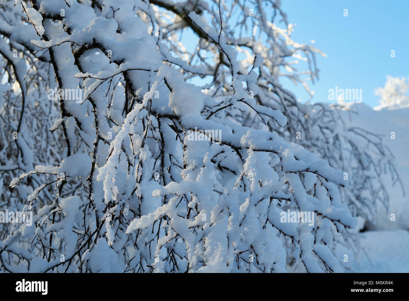 Bending under the weight of the snow hi-res stock photography and ...