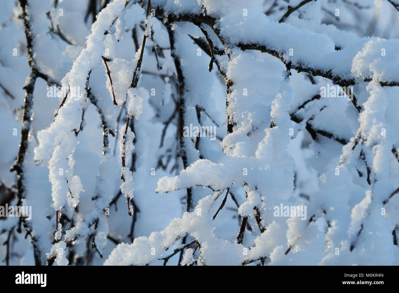 Bending under the weight of the snow hi-res stock photography and ...