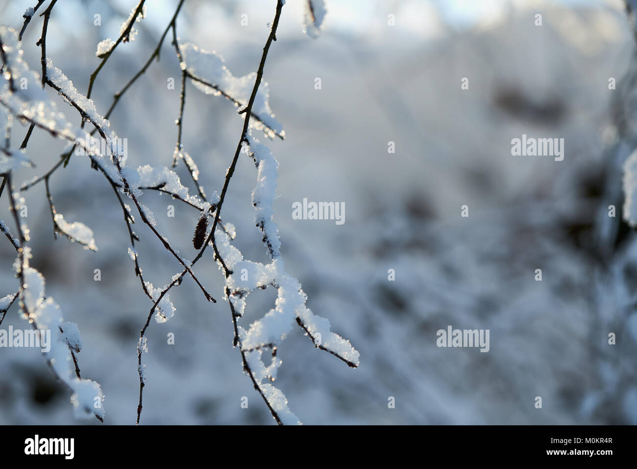 Tree branches bending under the weight of snow Stock Photo - Alamy