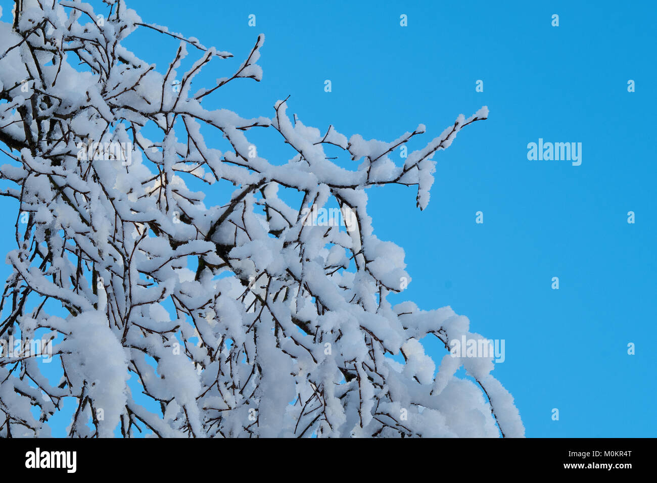 Tree branches bending under the weight of snow Stock Photo - Alamy
