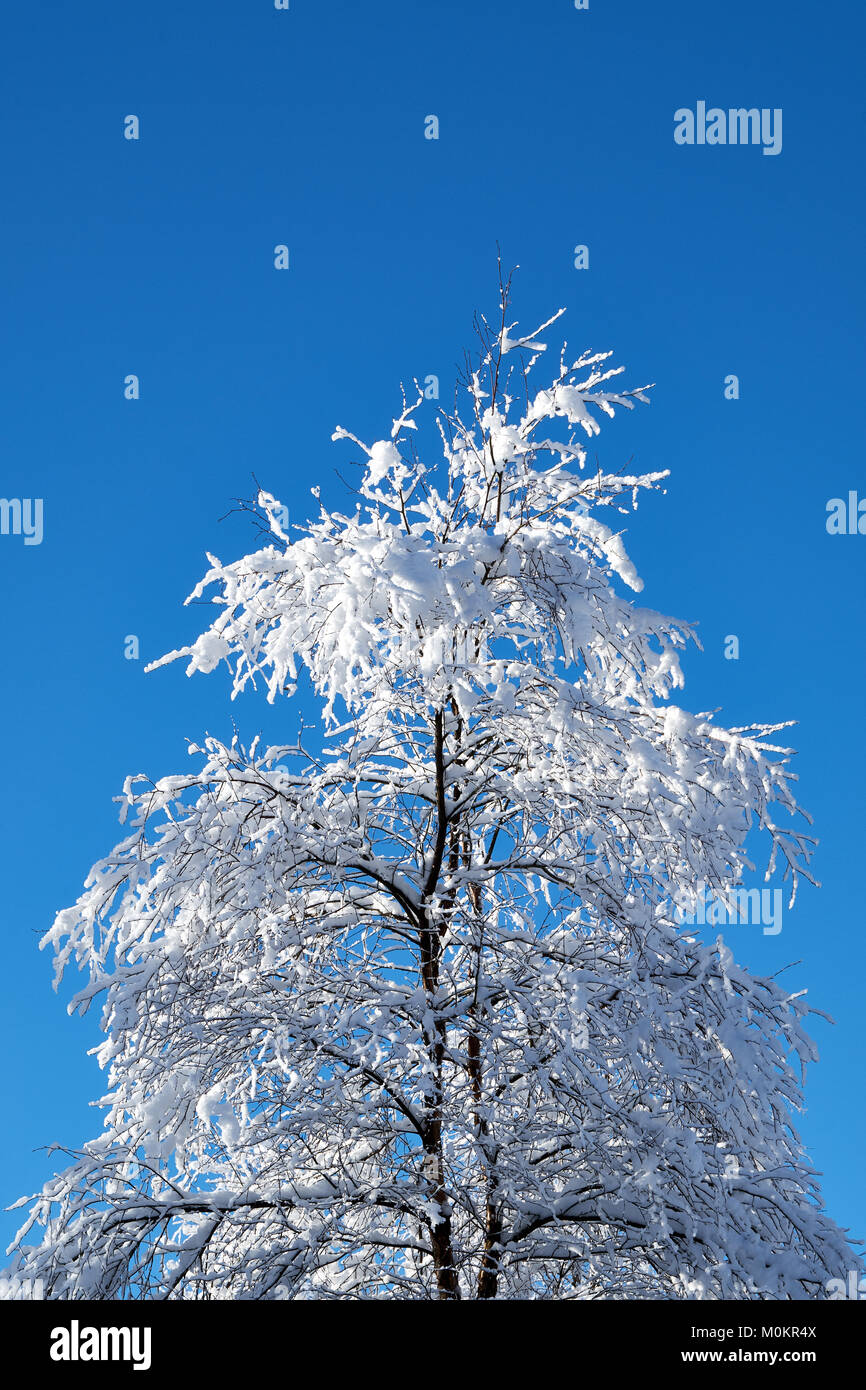 Tree branches bending under the weight of snow Stock Photo - Alamy