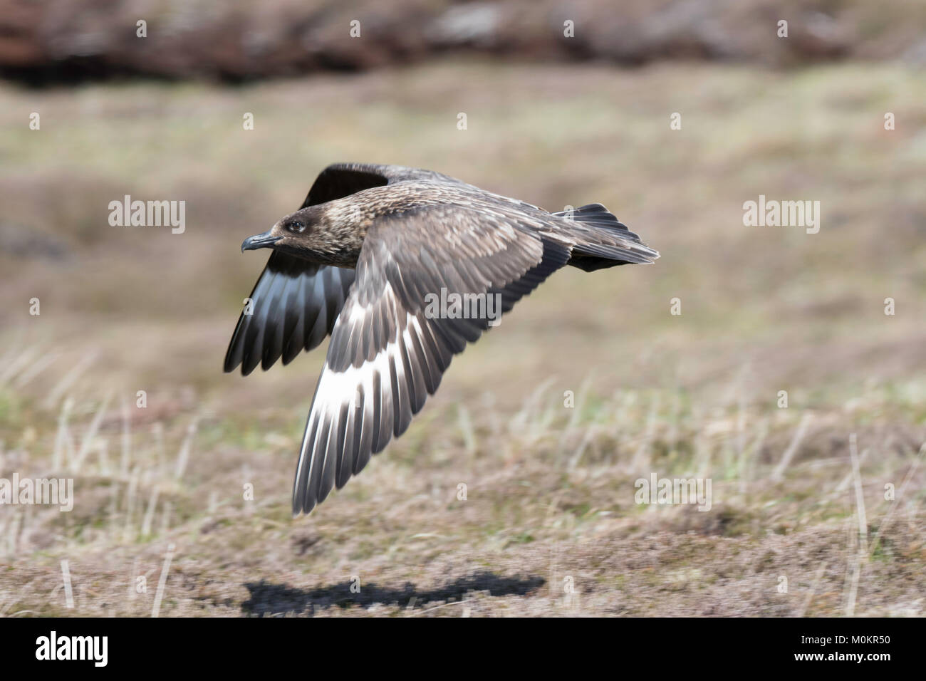 Great Skua in flight Stock Photo - Alamy