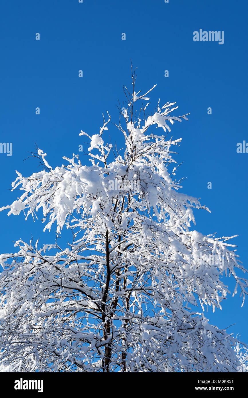 Bending under the weight of the snow hi-res stock photography and ...