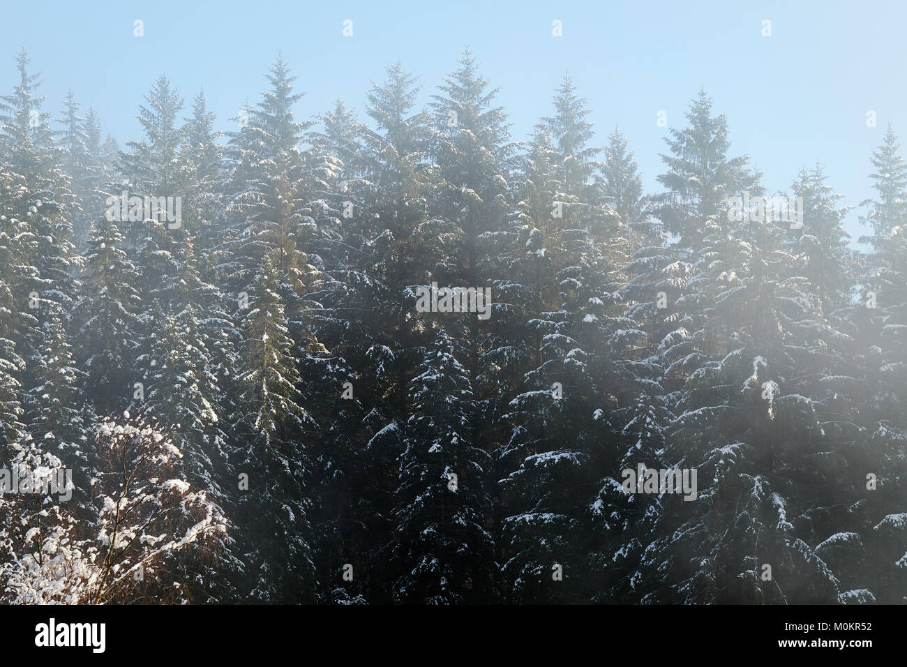 Bending under the weight of the snow hi-res stock photography and ...
