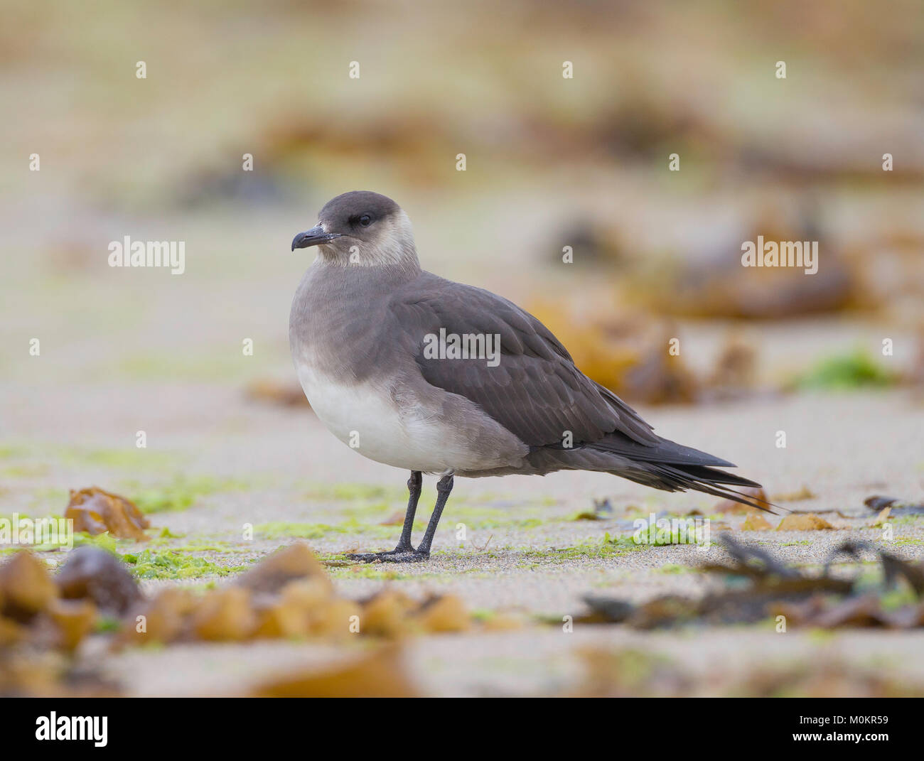 Common skua hi-res stock photography and images - Alamy