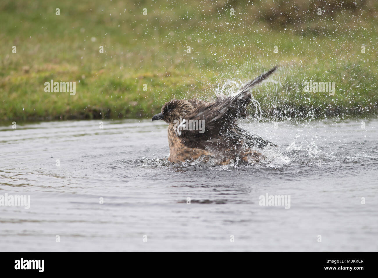 Great skua vigorously washing in a pool, splashing water. Apex bird ...