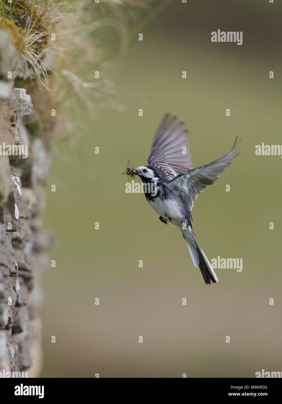 Pied Wagtail - Motacilla alba, in flight against a plain background ...