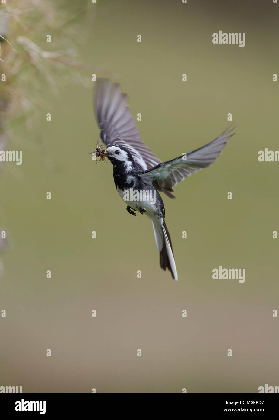 Pied Wagtail - Motacilla alba, in flight against a plain background ...
