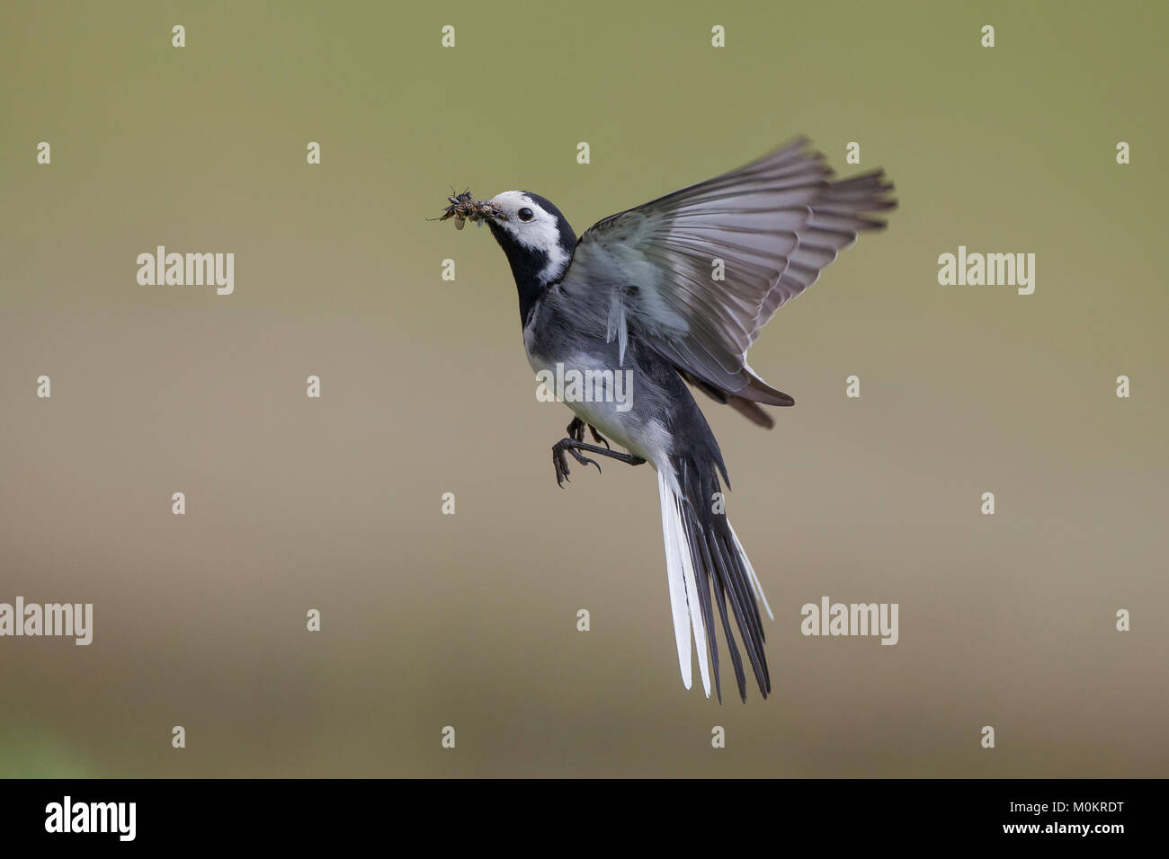 Pied Wagtail - Motacilla alba, in flight against a plain background ...