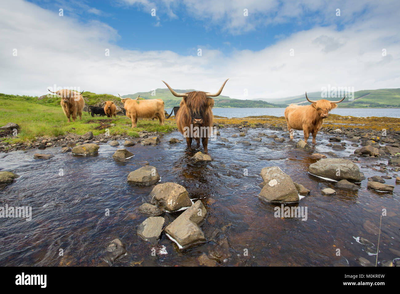 Highland Cattle group standing in stream Stock Photo - Alamy