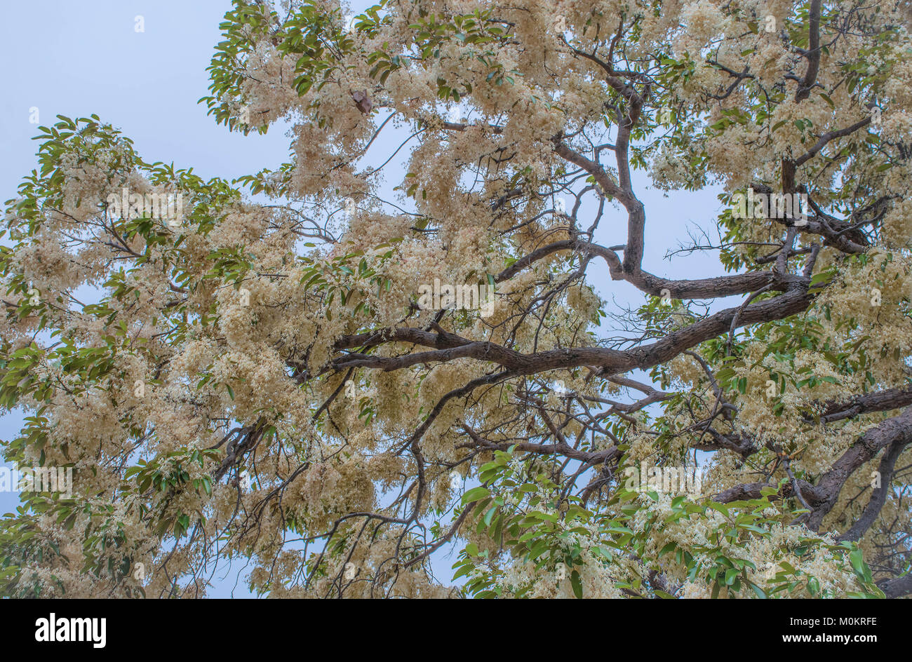 Abstract blurred and soft focus of Shorea, White Meranti,Shorea ...