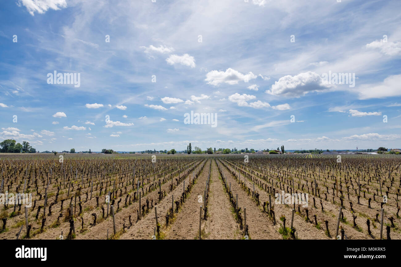 Frost damage french vineyard hi-res stock photography and images - Alamy