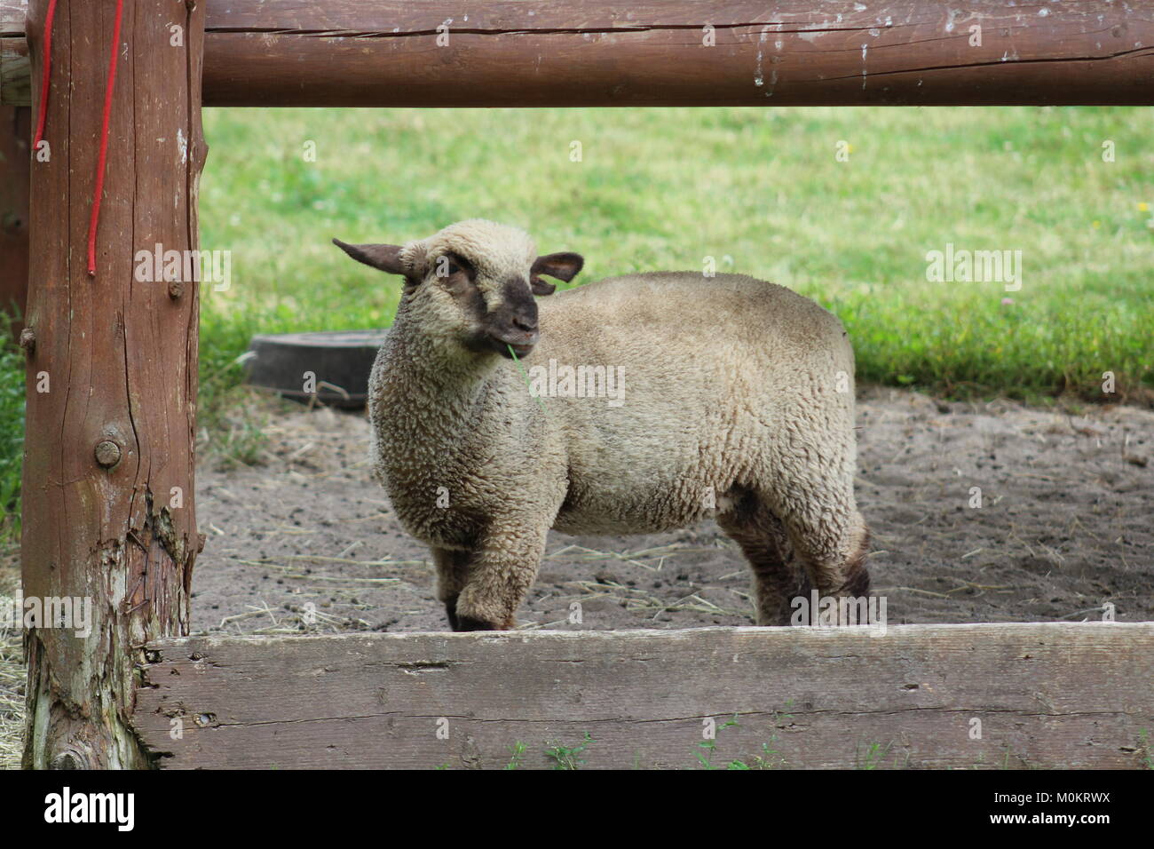A sheep in a meadow Stock Photo - Alamy