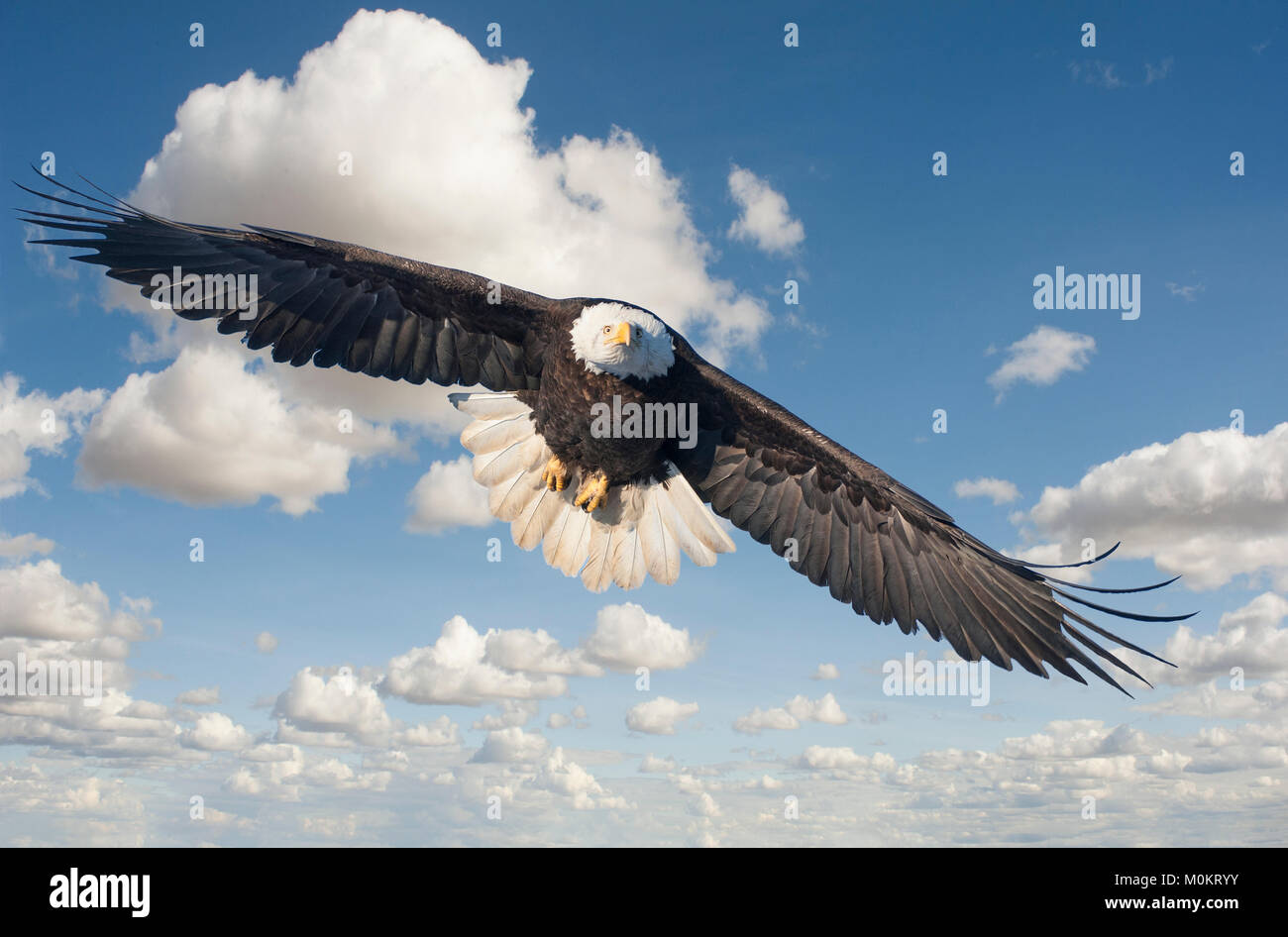 American Eagle In Flight Clouds