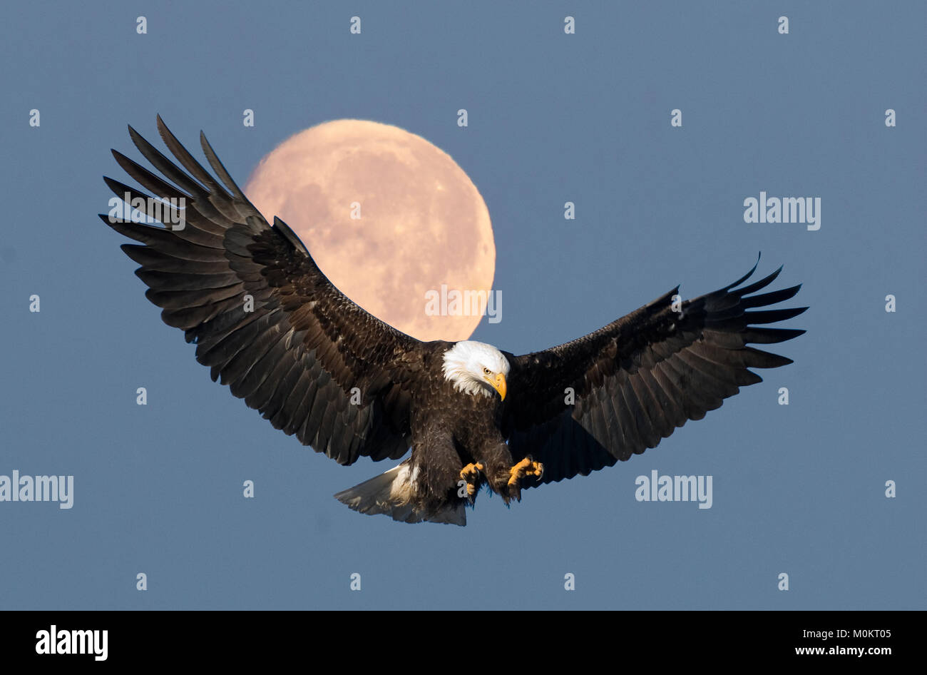 Bald Eagle flying with full moon background, Kachemak Bay, Alaska Stock ...
