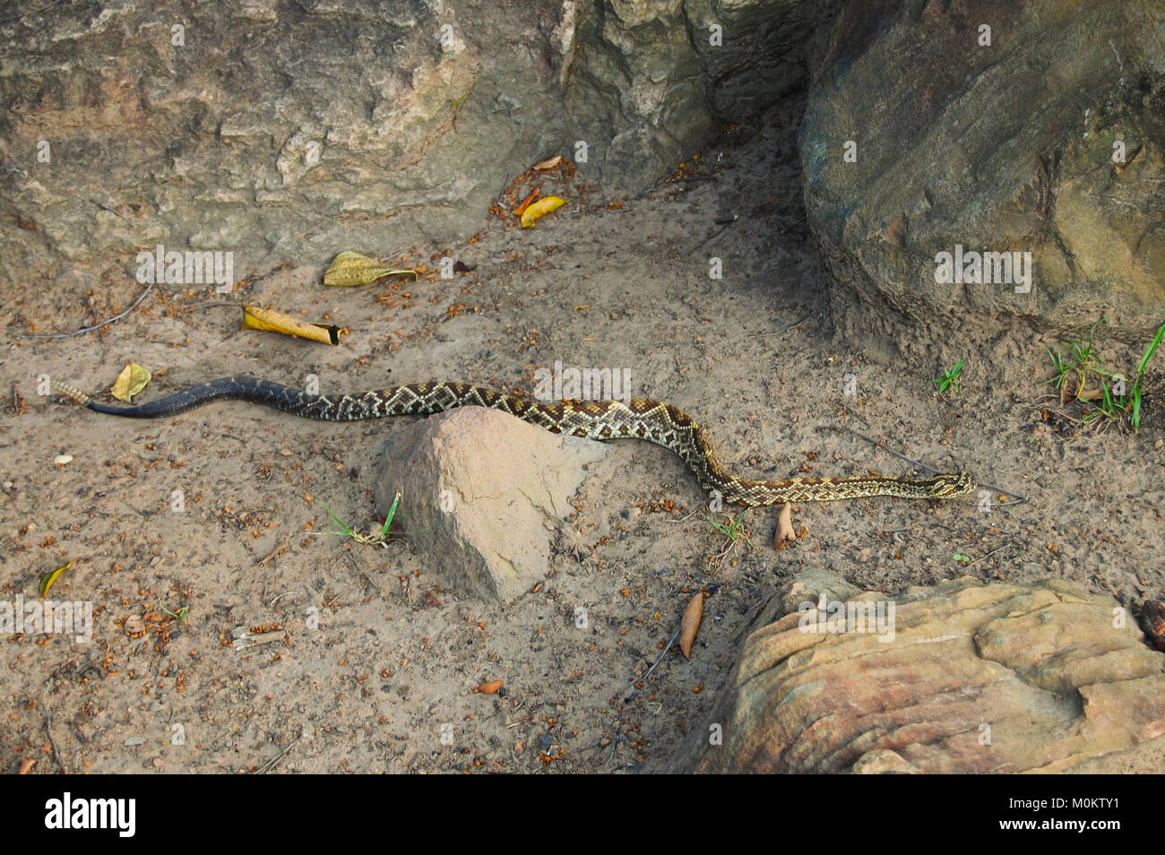 Venezuela Snake High Resolution Stock Photography and Images - Alamy