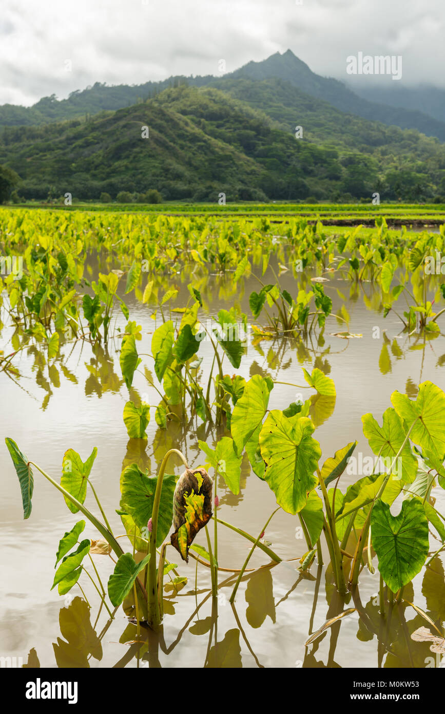 taro fields hanalei valley kauai hawaii Stock Photo - Alamy