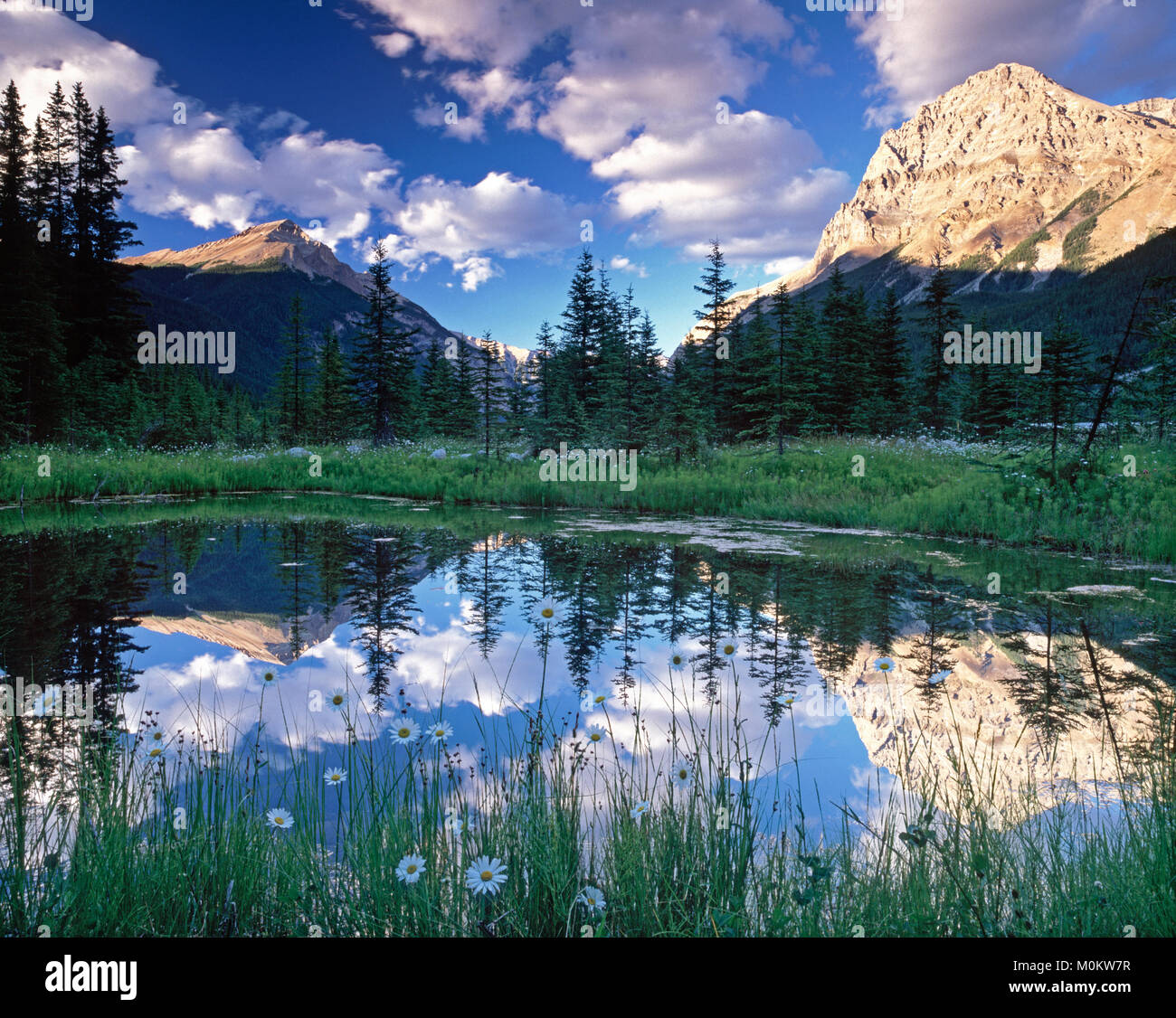 Beaver Pond Banff National Park Alberta Canada Stock Photo - Alamy