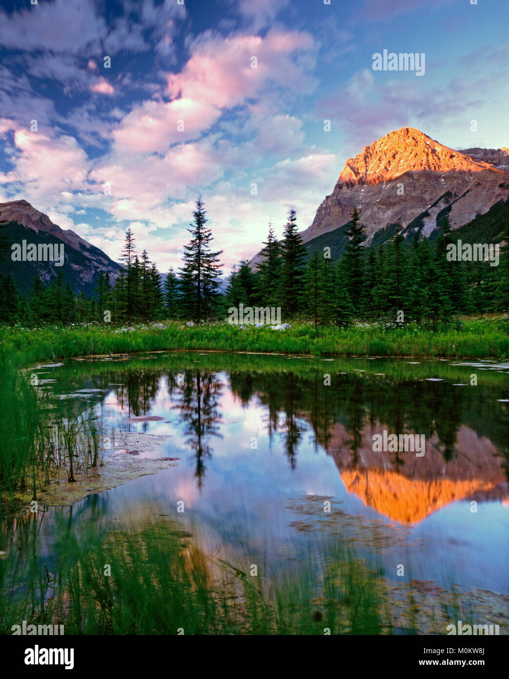 Beaver Pond Banff National Park Alberta Canada Stock Photo - Alamy
