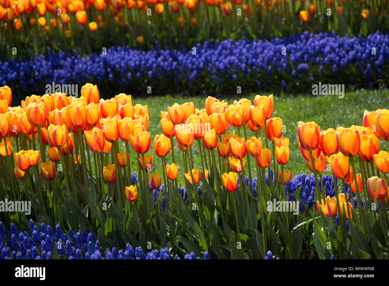Orange color Tulips Bloom in Spring in garden Stock Photo - Alamy