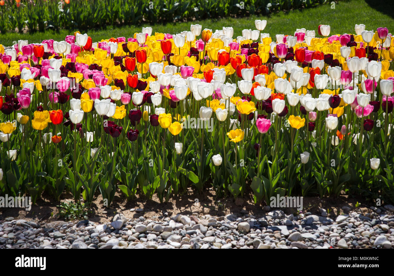 Various color tulip flowers bloom in spring the garden Stock Photo - Alamy