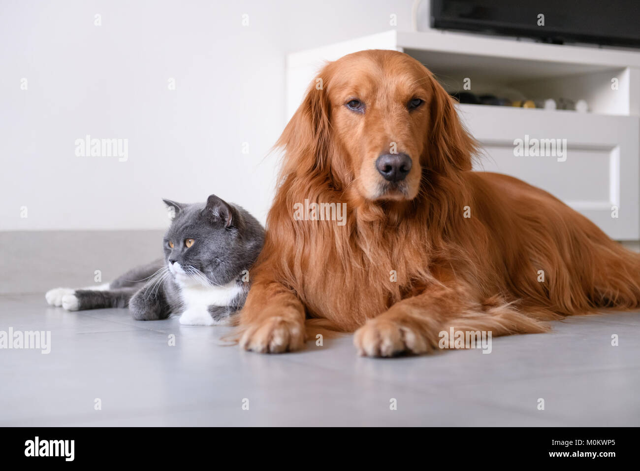 Golden Retriever and Cat Stock Photo - Alamy