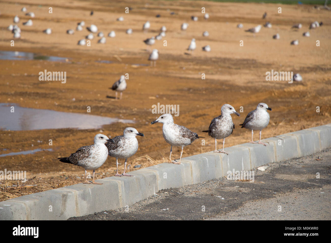 Seagulls on rest on ground with muddy waters Stock Photo - Alamy
