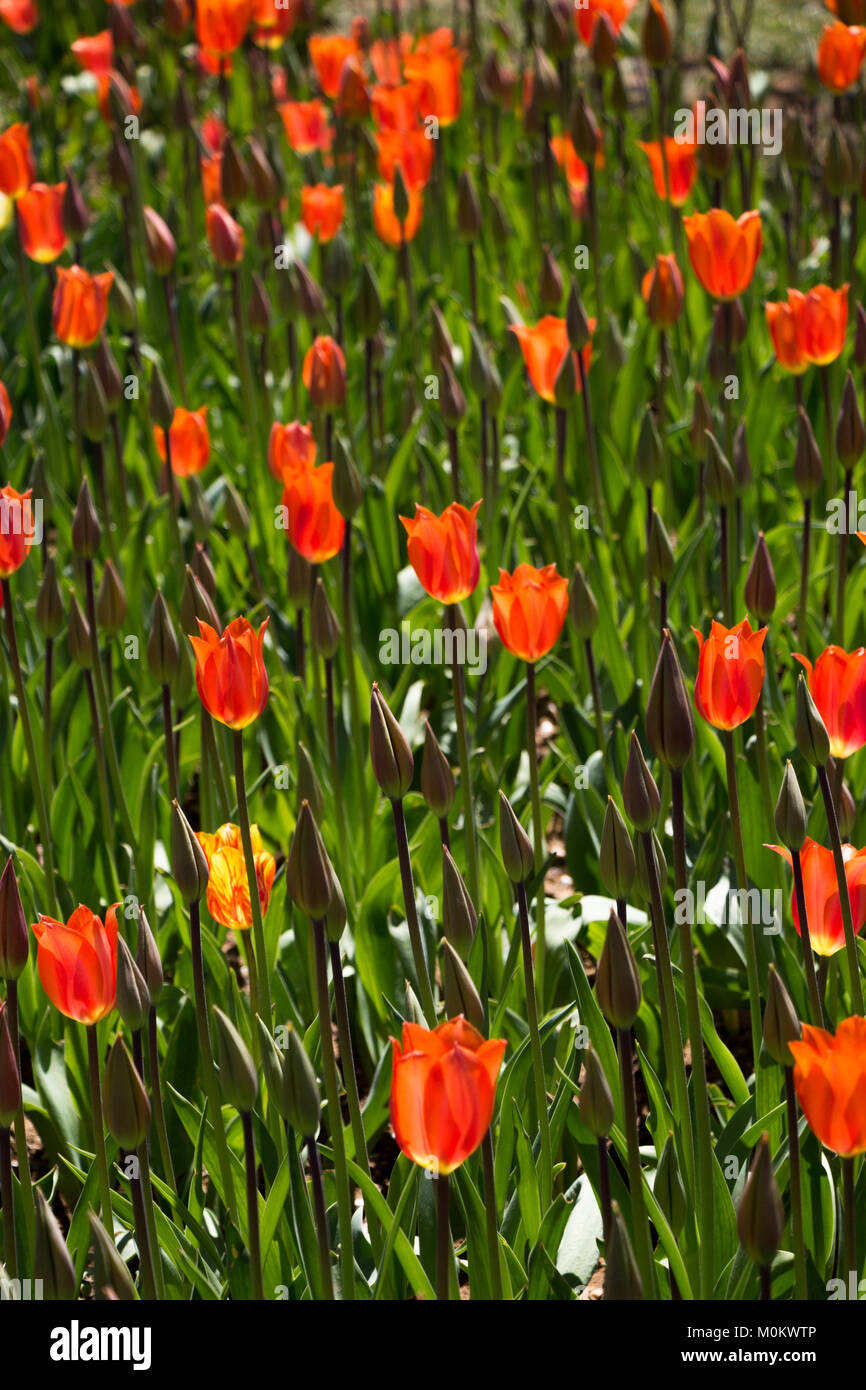 Blooming spring flowers as a colorful background Stock Photo - Alamy