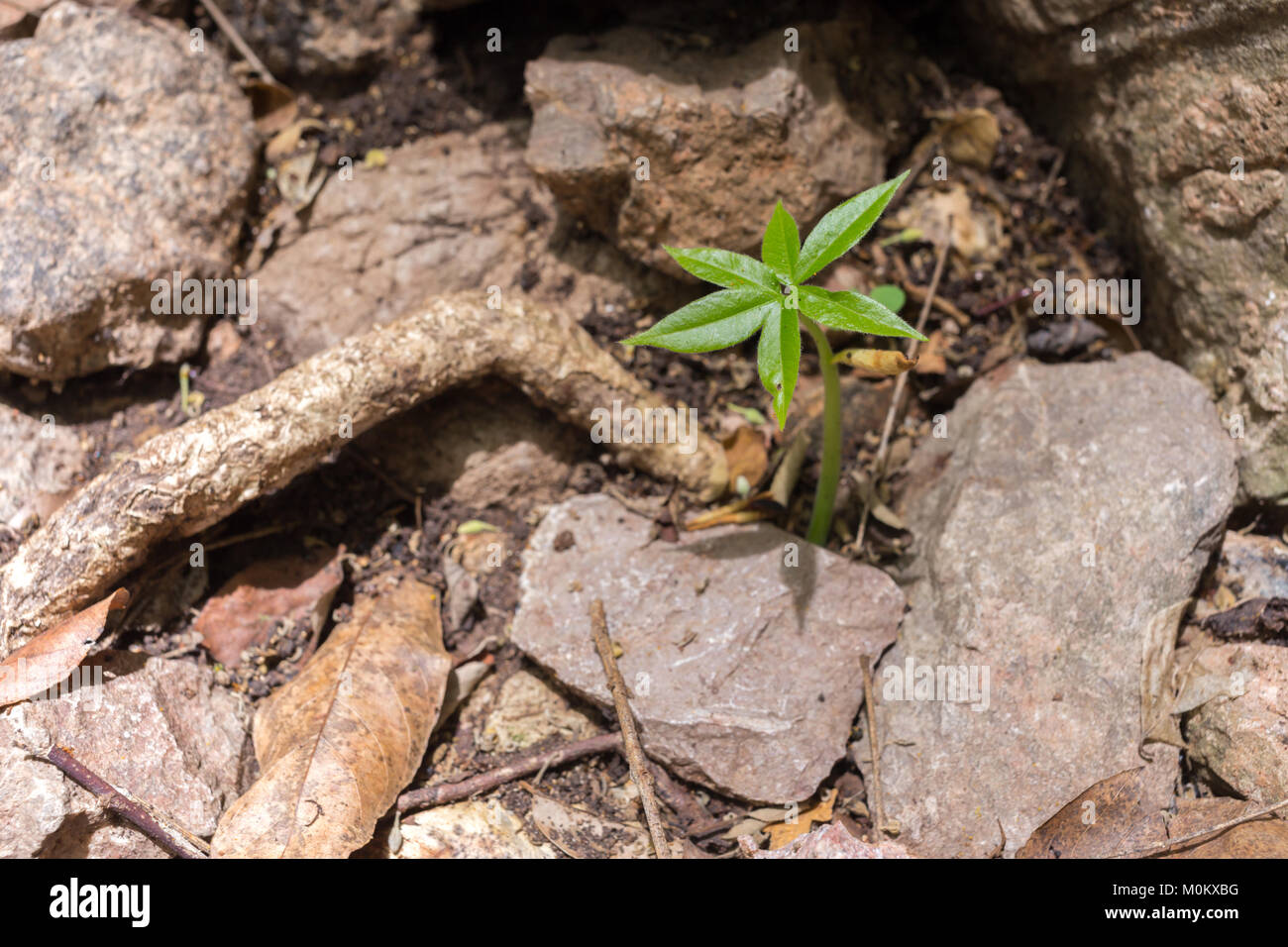 young plant growing between the rock, new life tree beginning in nature ...