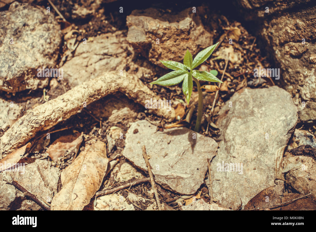 young plant growing between the rock, new life tree beginning in nature ...