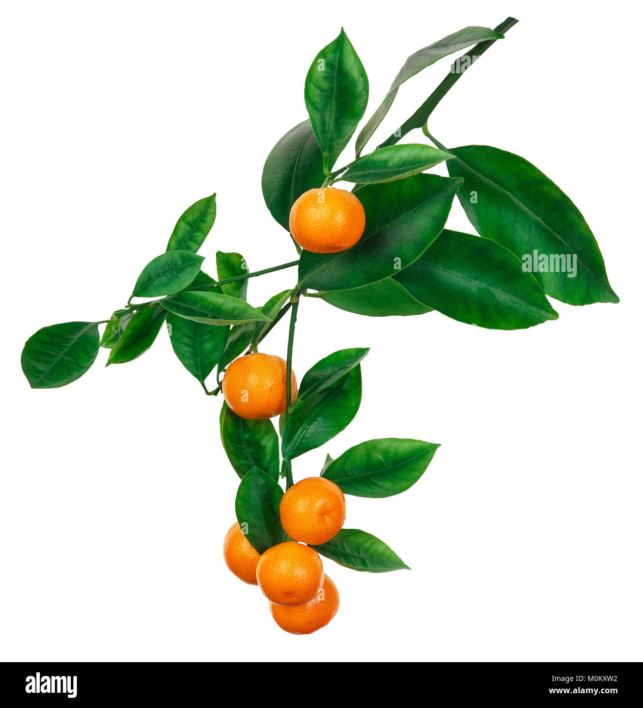 Orange tangerines green branch hi-res stock photography and images - Alamy