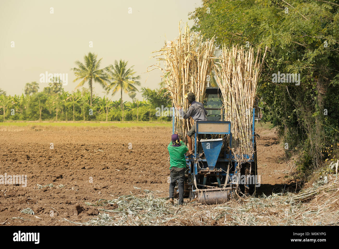 Cutting sugar cane in hi-res stock photography and images - Alamy