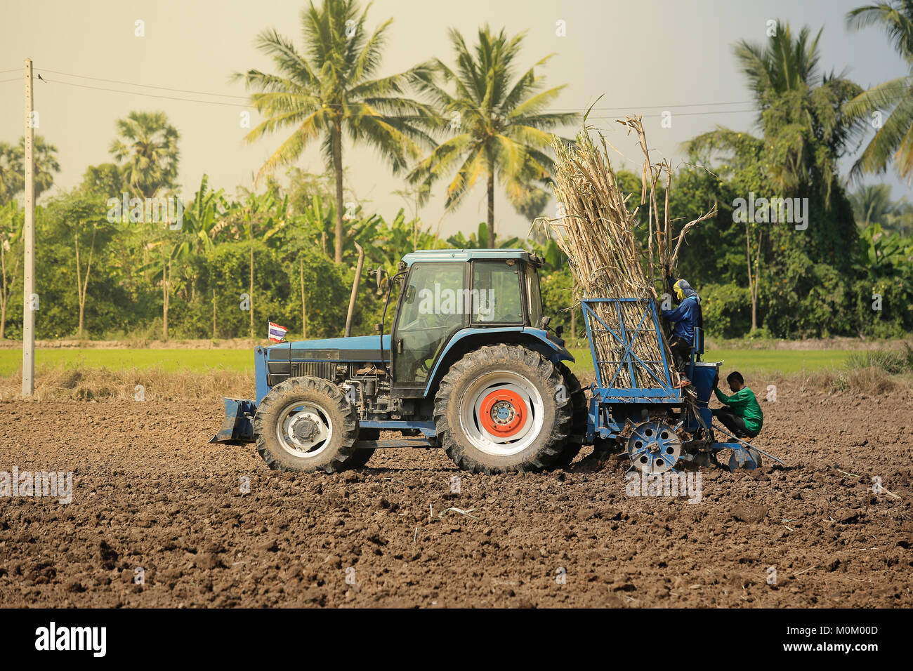 Machine sugar cane in tropical climate Stock Photo - Alamy