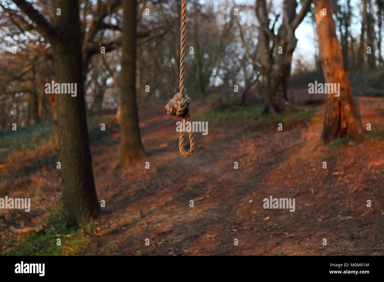 Noose and tree hi-res stock photography and images - Alamy