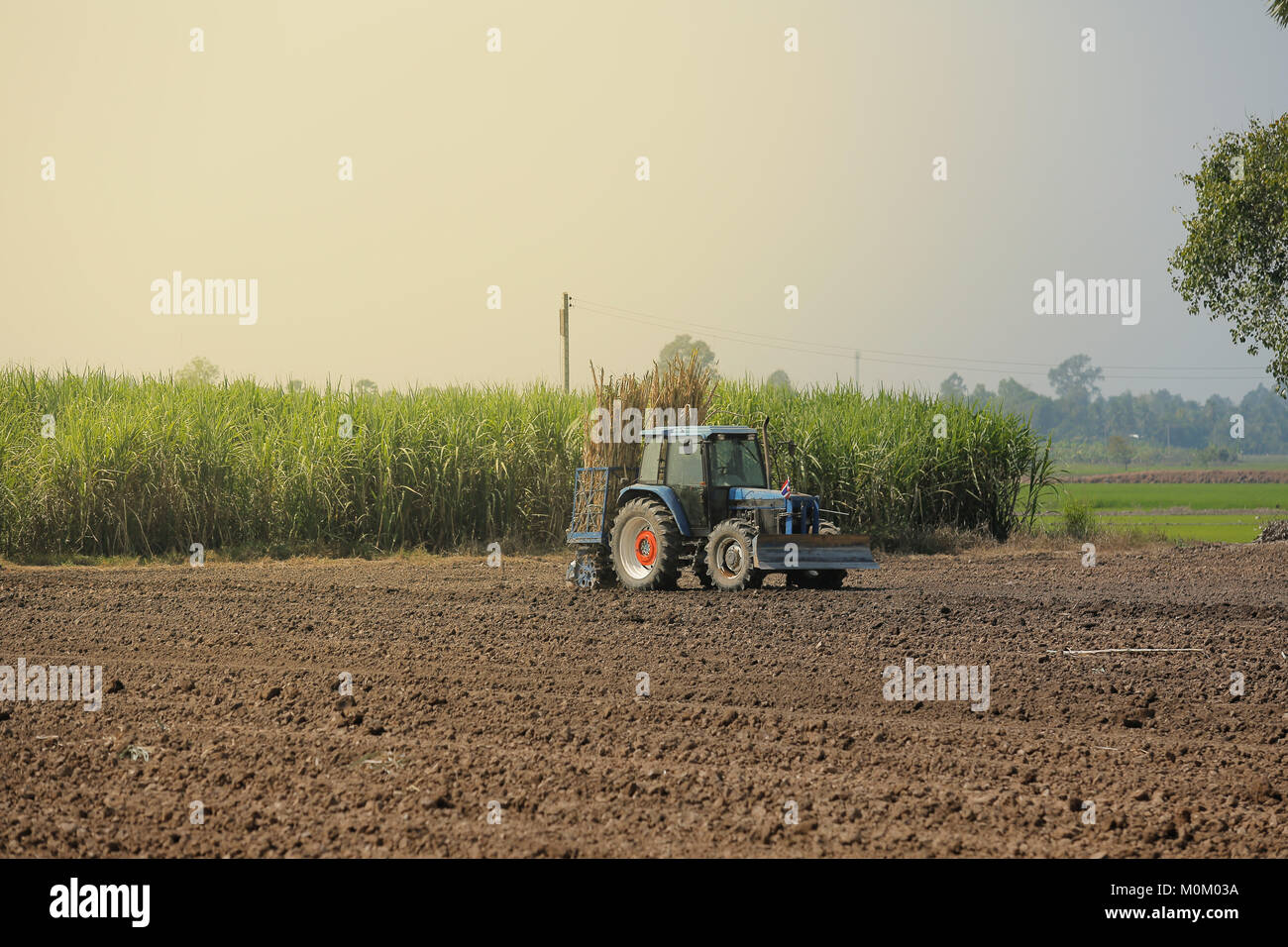 Planting sugar cane in hi-res stock photography and images - Alamy