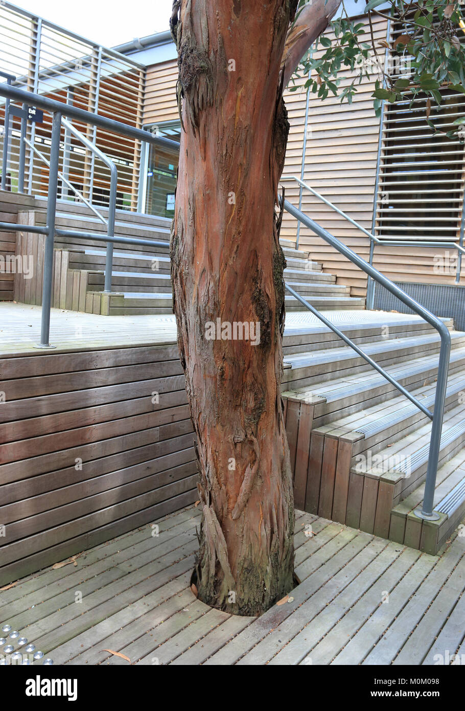 Timber decking cut around tree Stock Photo - Alamy