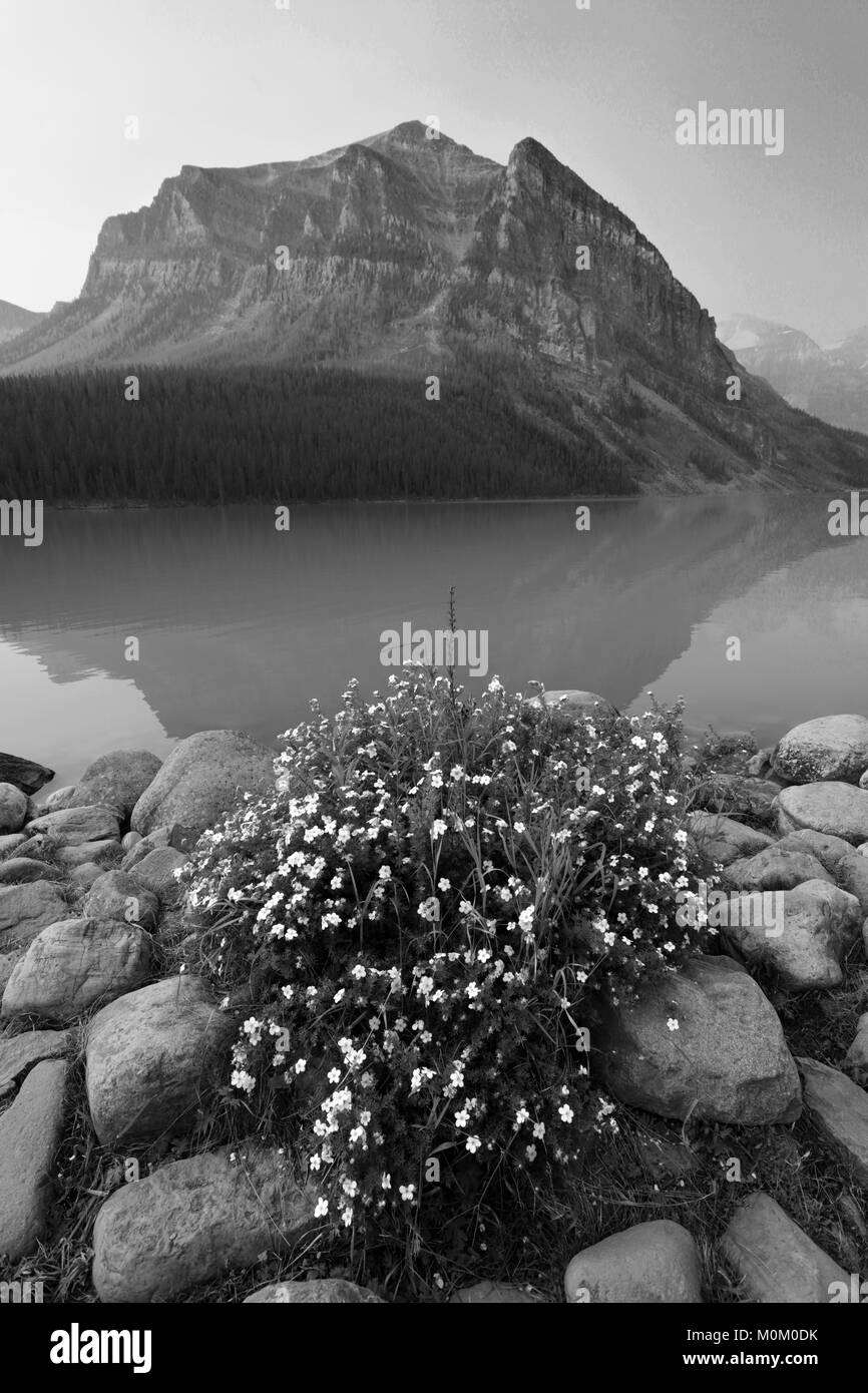 The glacial Lake Louise, Banff national Park, UNESCO World Heritage ...
