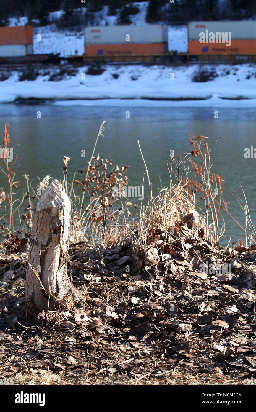 One of the trees cut by the sharp teeth of beavers on the bank of Bow ...