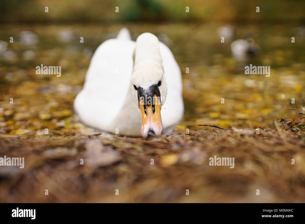 A swan feeding in a pond surrounded by autumn leaves Stock Photo - Alamy