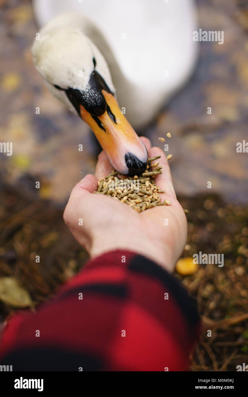 Man wearing a checked plaid coat feeding a swan with his left hand ...