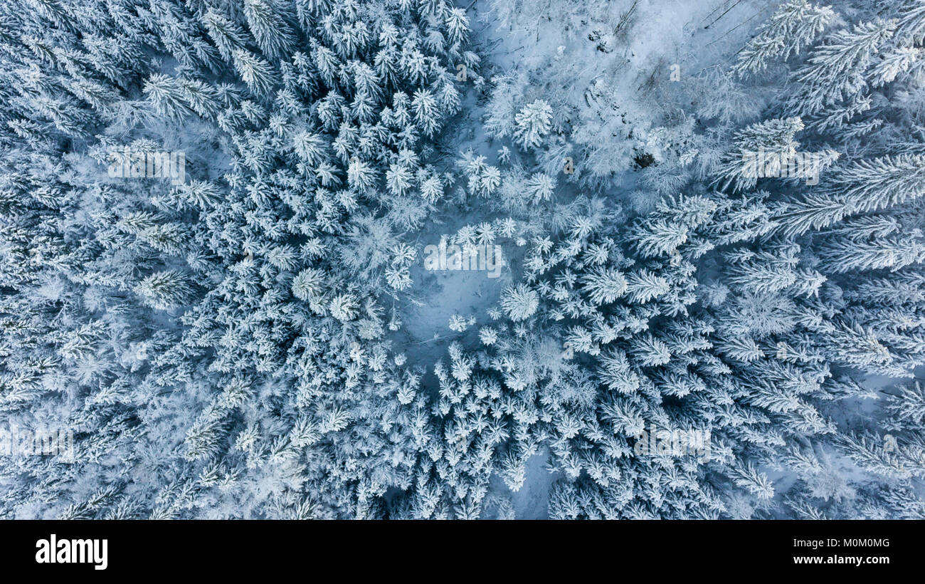 Drop down view of snow covered forest. Winter pine trees from above ...