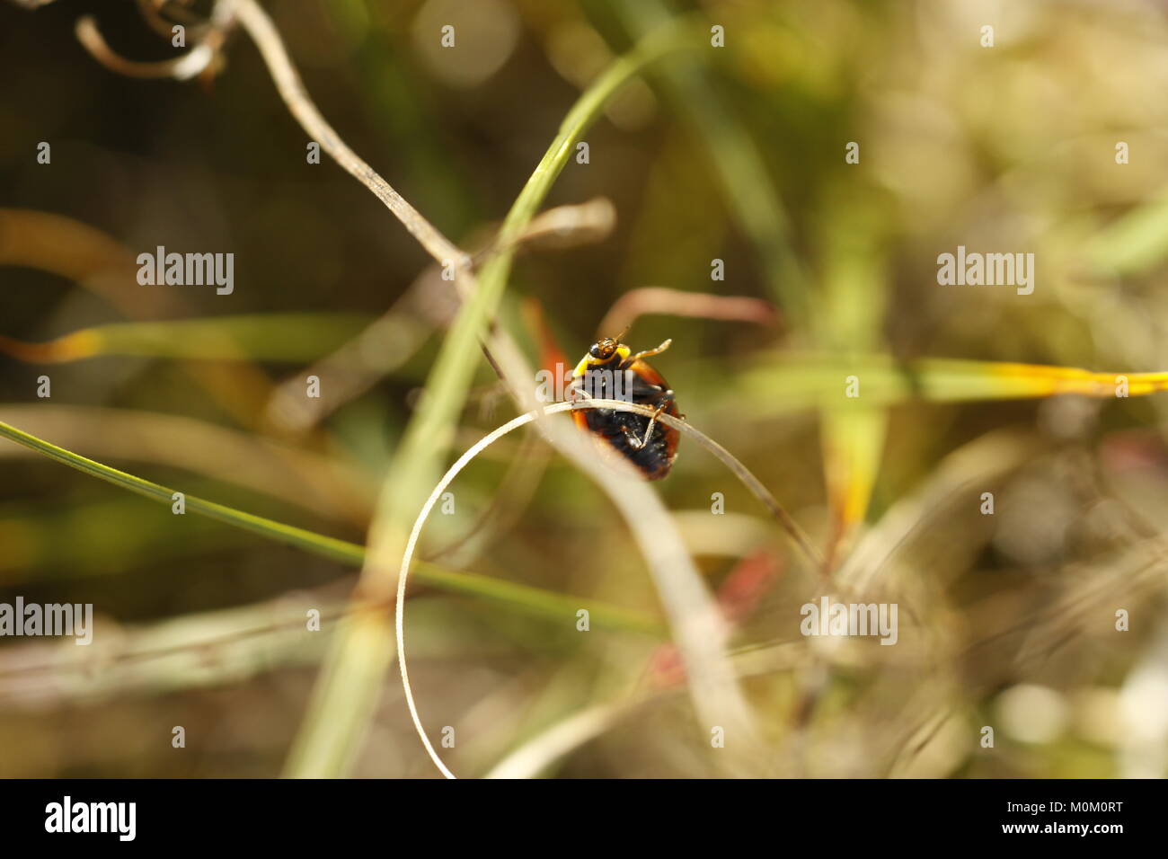 Cute little lady bug Stock Photo - Alamy