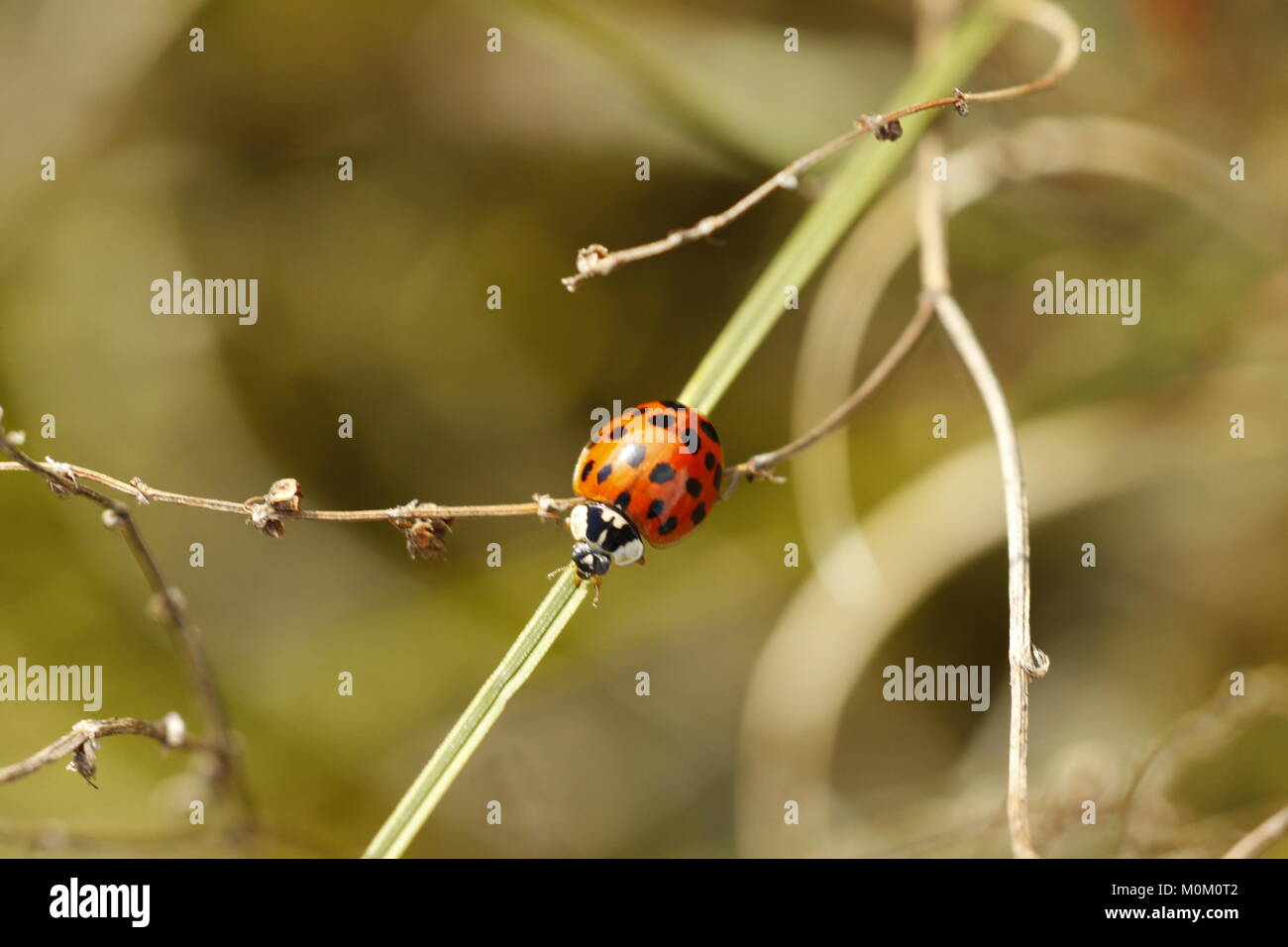Cute little lady bug Stock Photo - Alamy