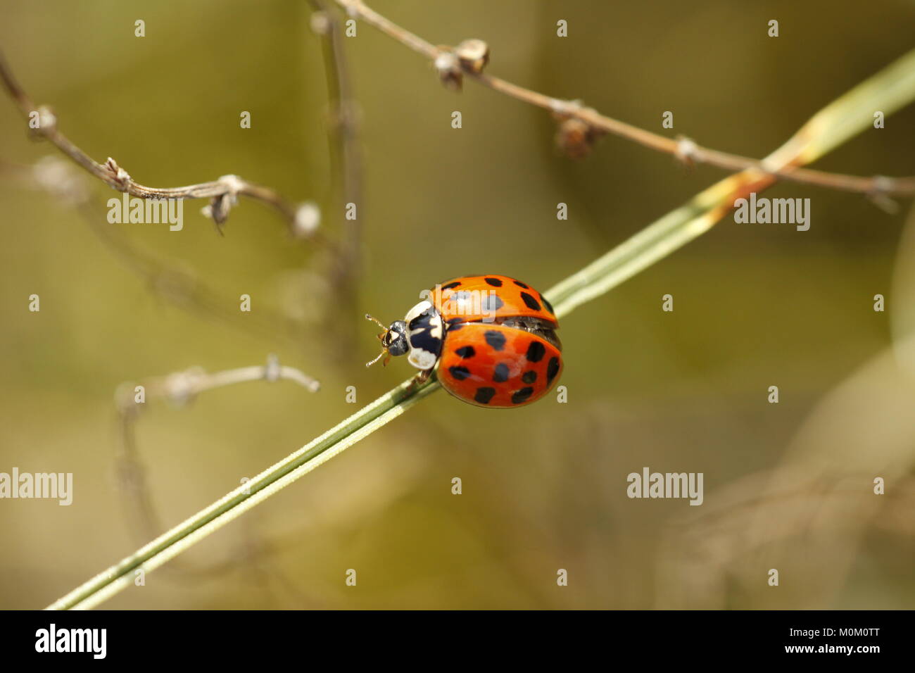 Ladybird insects coleoptera nature and biology hi-res stock photography ...