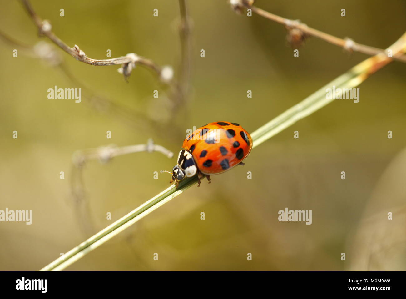 Cute little lady bug Stock Photo - Alamy