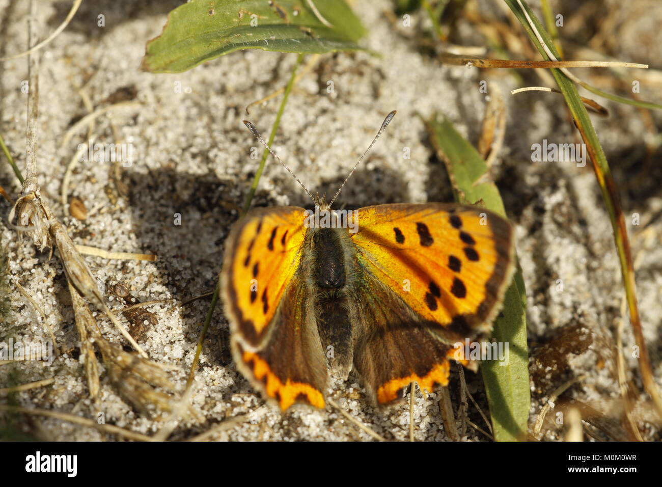 small copper butterfly Stock Photo - Alamy